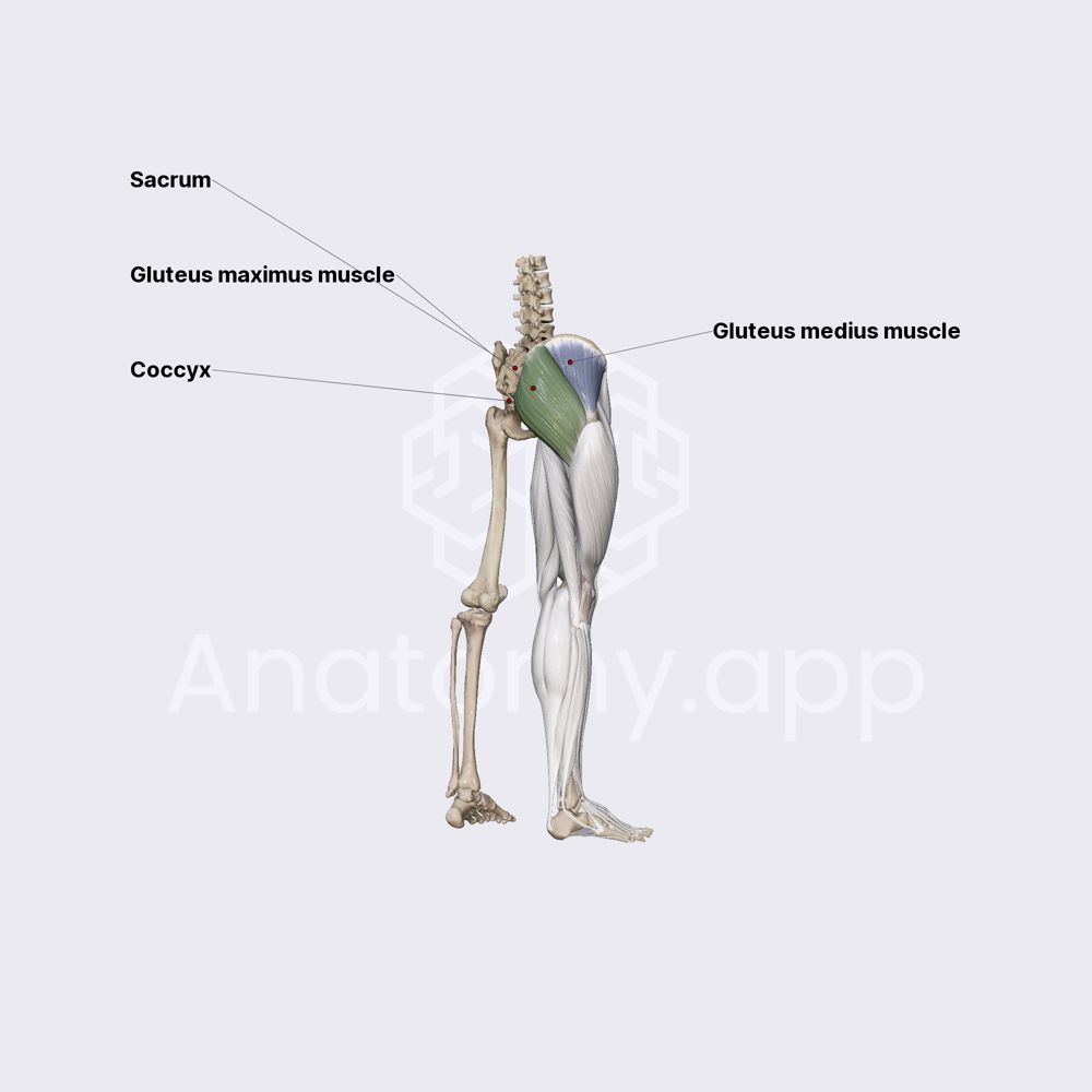 Gluteus Medius Muscle Gluteus Maximus GLOOteus MAKsimus Yoga Key
