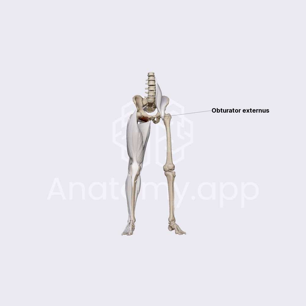 Obturator Externus Kenhub