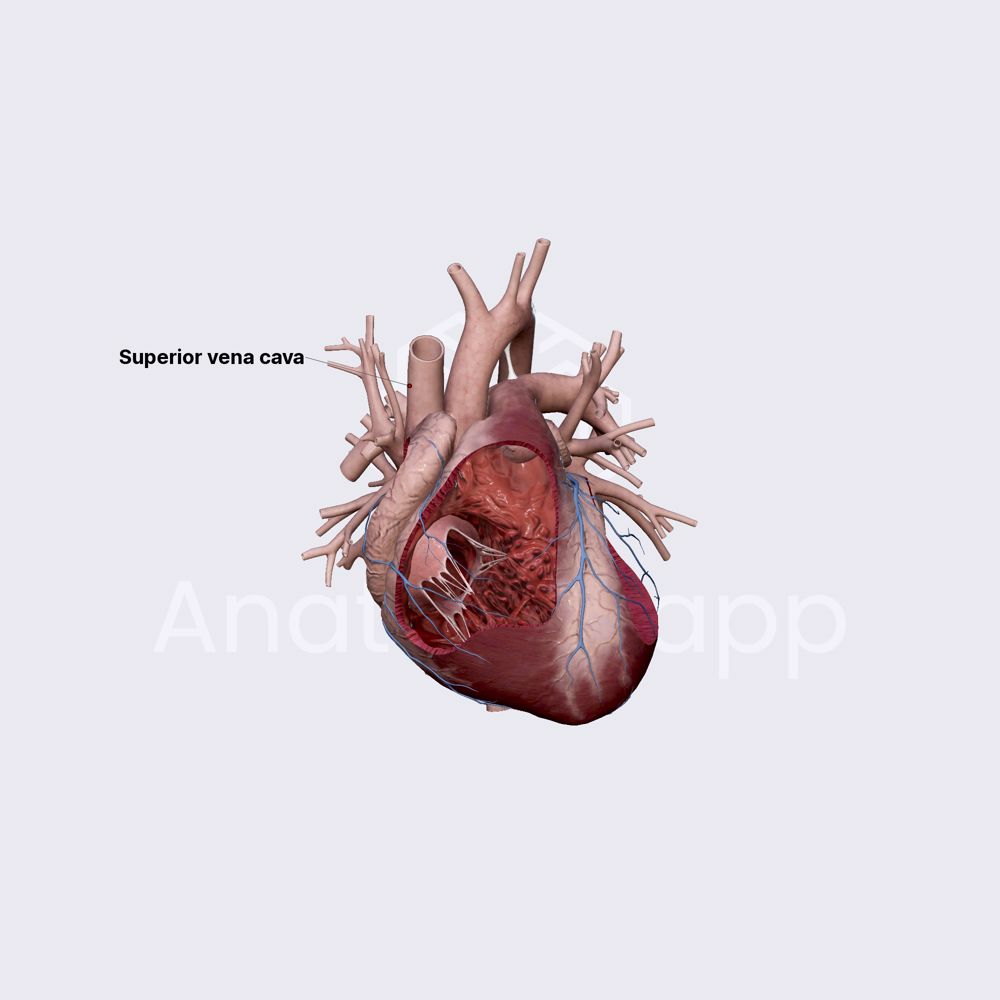 Anatomy Of A Human Heart Stockvector Colorful Anatomy Of Human Heart