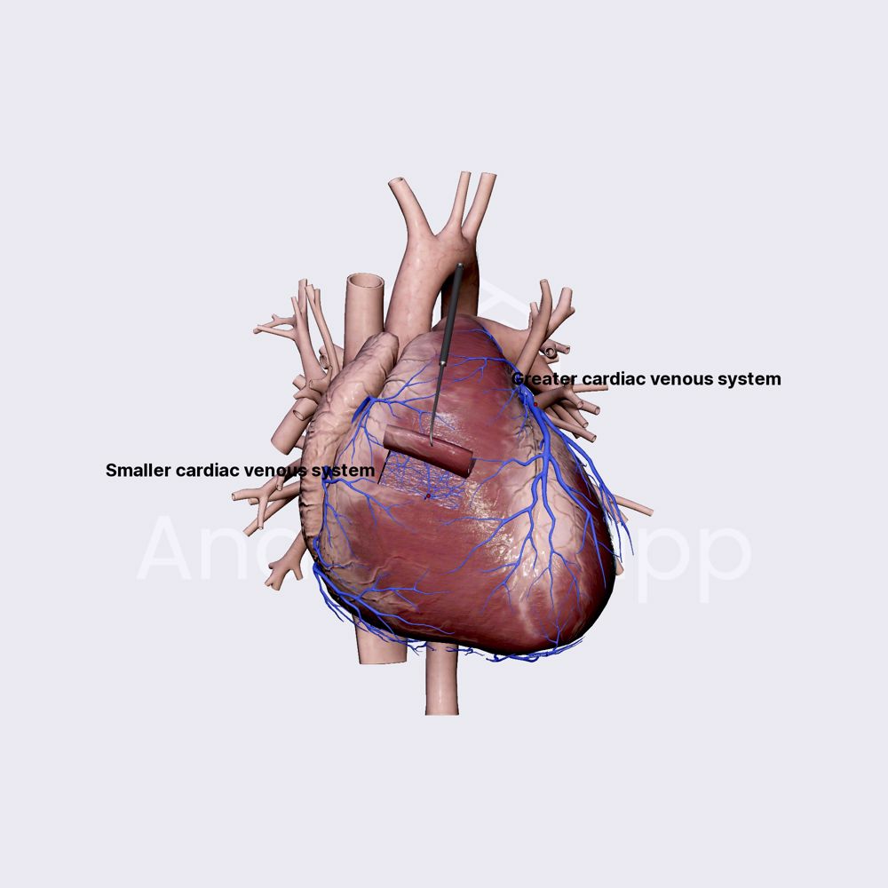 Cardiac Veins Anatomy