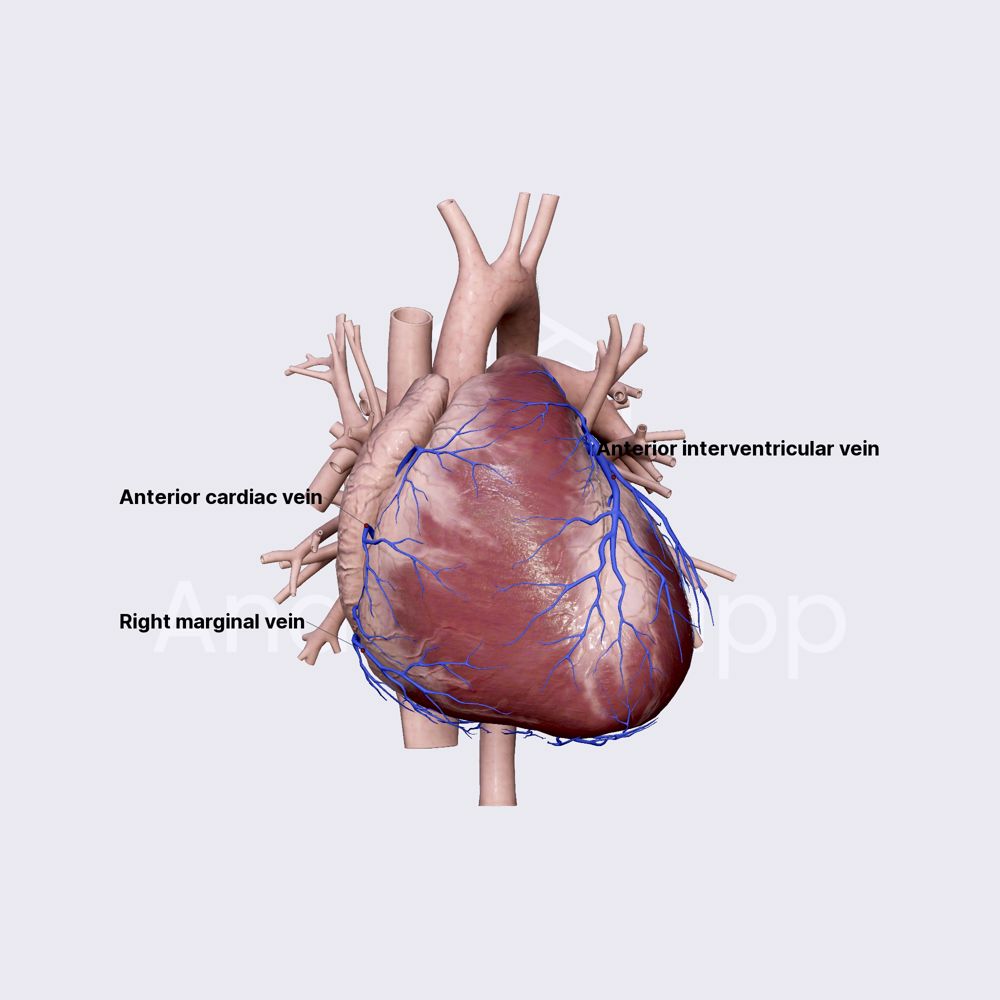 Cardiac Venous Anatomy