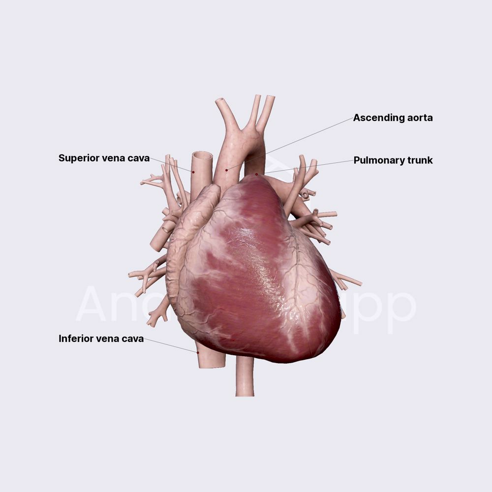 What Does A Real Heart Look Like