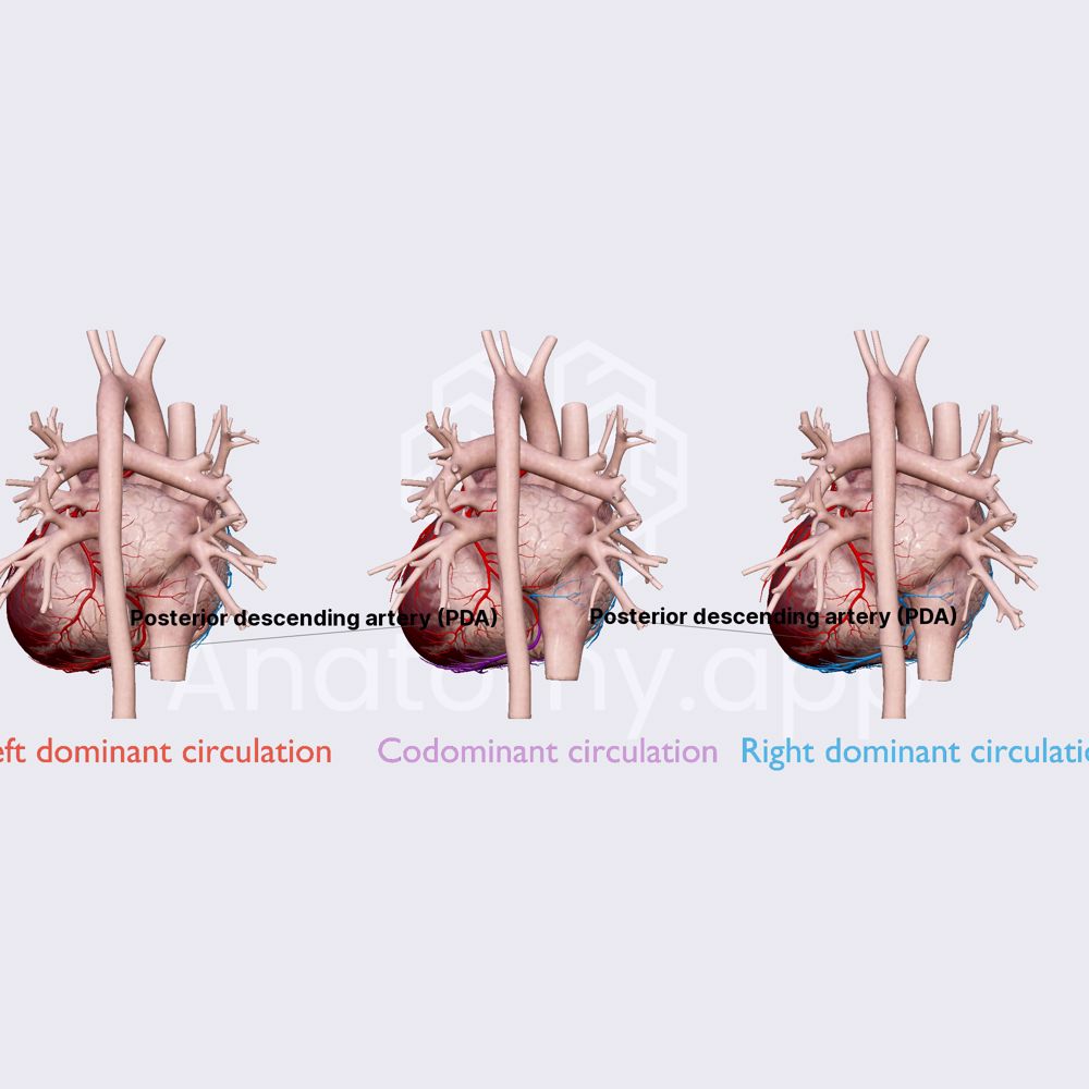 Coronary Circulation Posterior