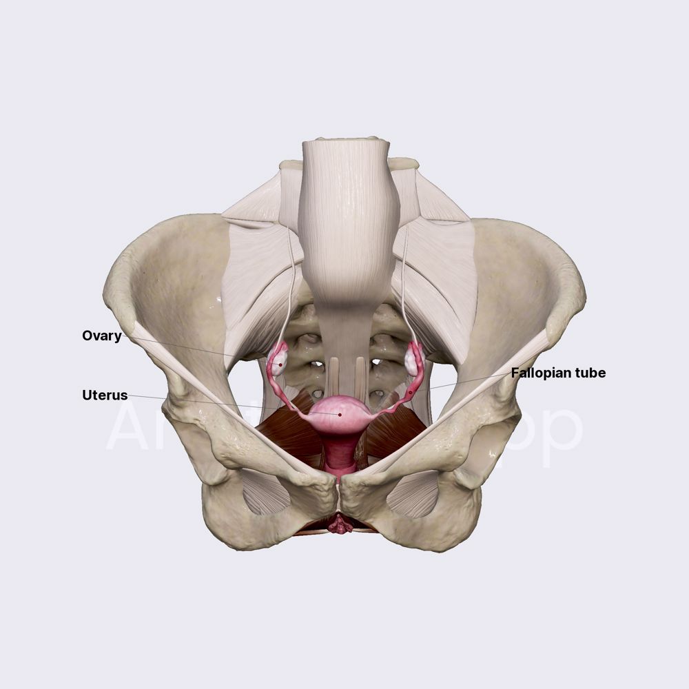 Female Reproductive System Anatomy 3d Female Reproductive System