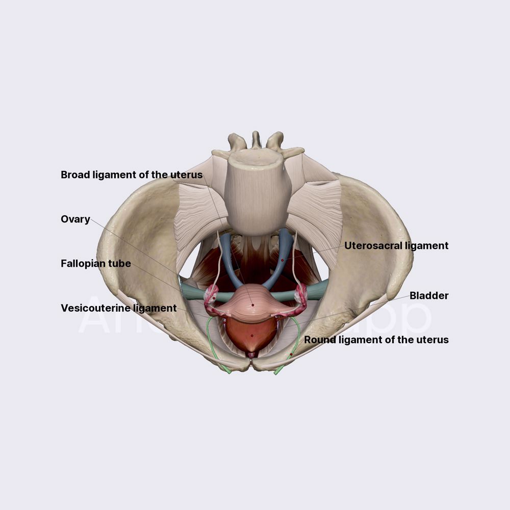 Uterus Ligaments Anatomy Uterus Anatomy Diagram | Quizlet