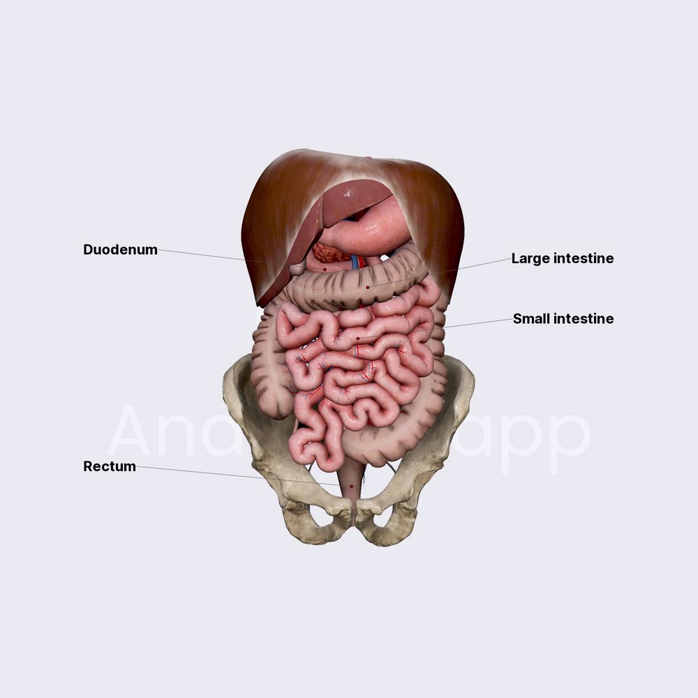 Ileum Function And Location