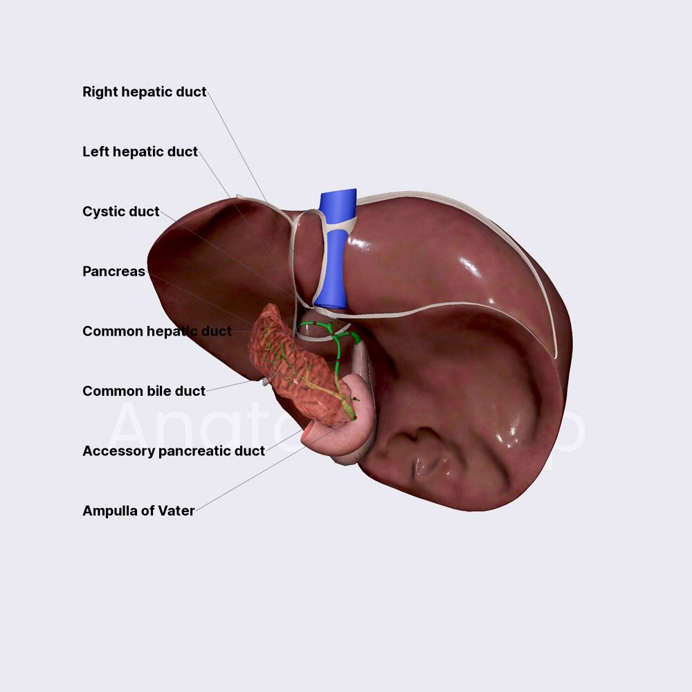 Anatomy Of Biliary Tract