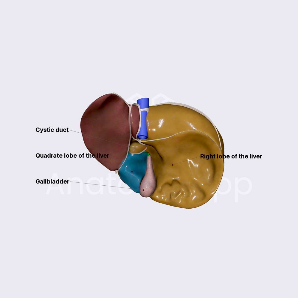 Gall Bladder Picture Anatomy The Gallbladder, News