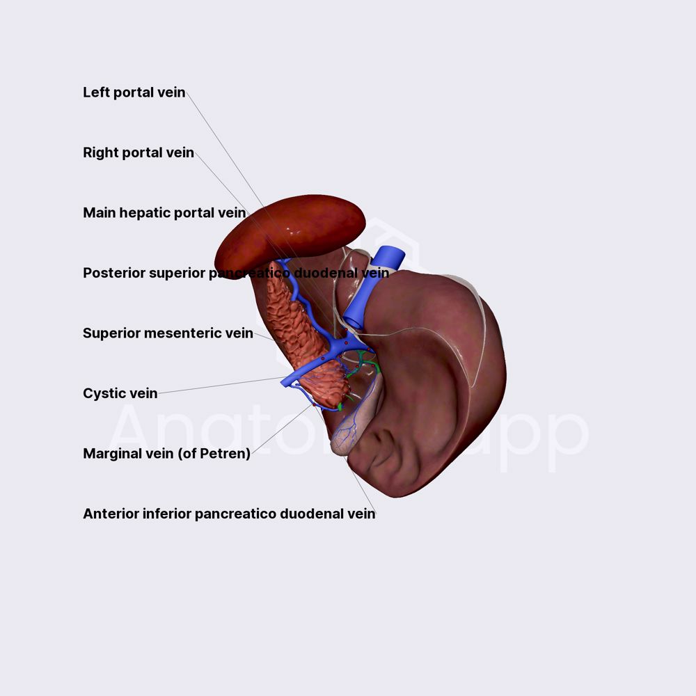 Gallbladder Vascular Anatomy
