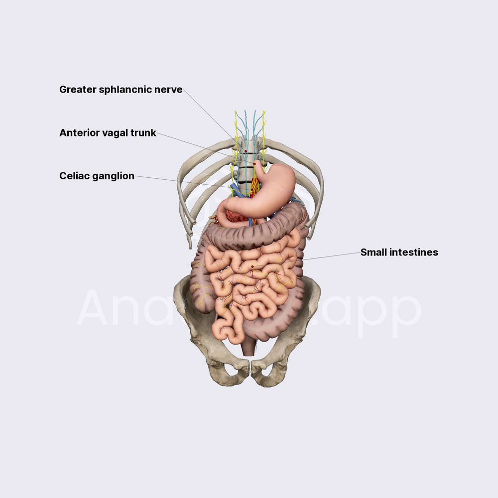 Terminal Ileum Anatomy Lower GI Anatomy At Bowling Green Technical