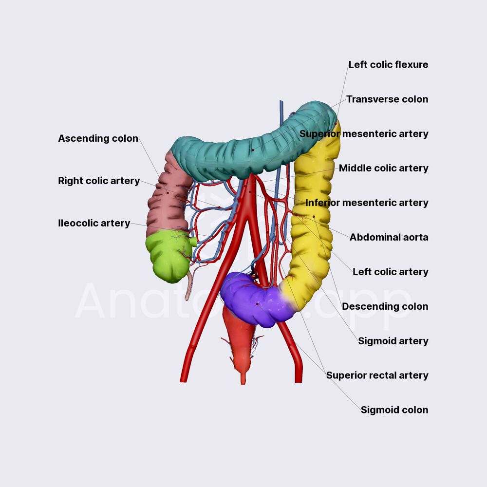 Descending Colon A Comprehensive Dataset Of Magnetic Resonance