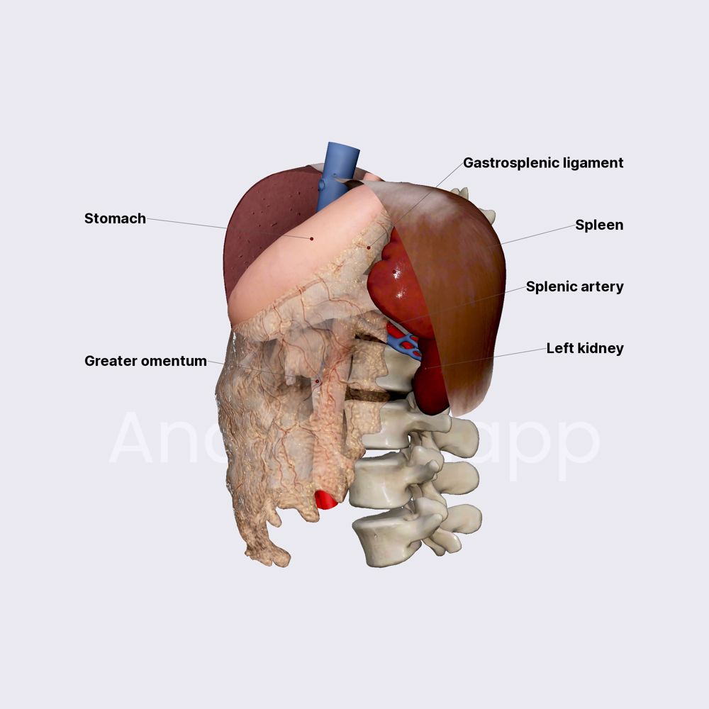 Anatomy Of Spleen And Pancreas Anatomical Structure Of The Abdominal
