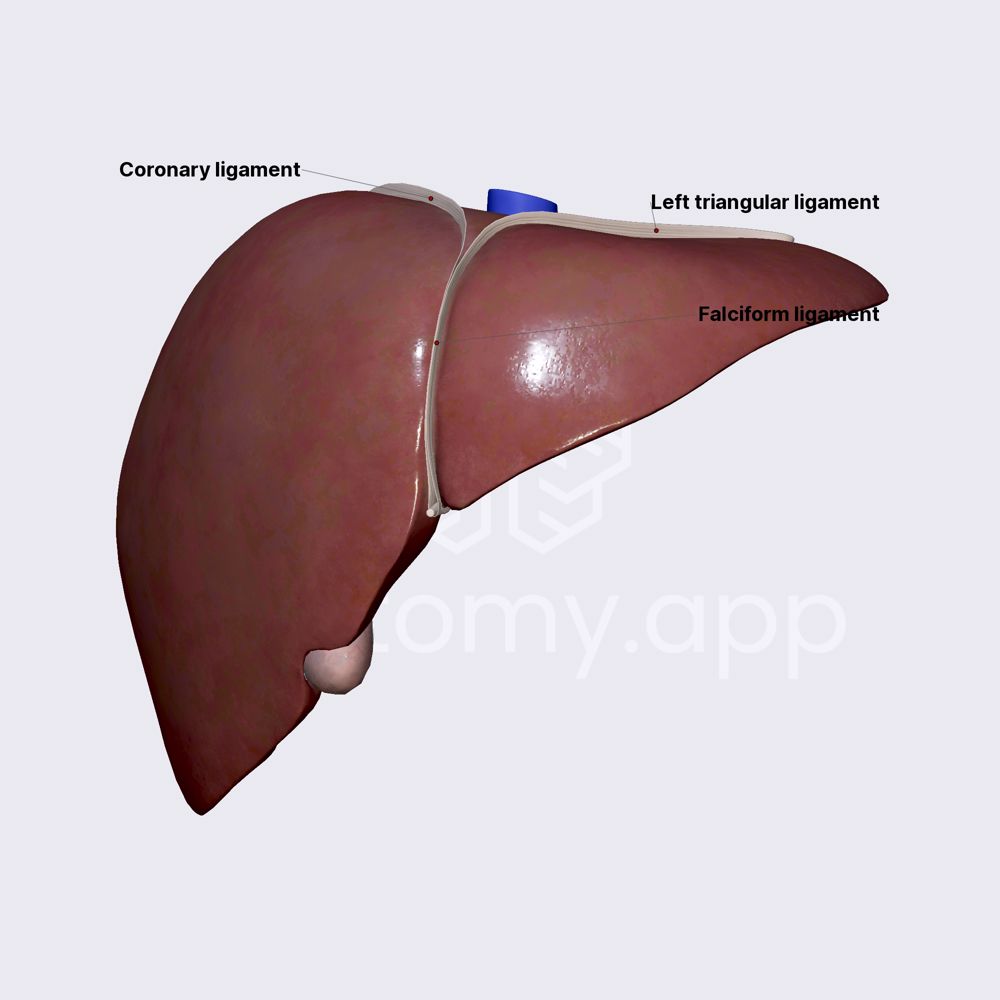 Liver Anatomy Ligaments