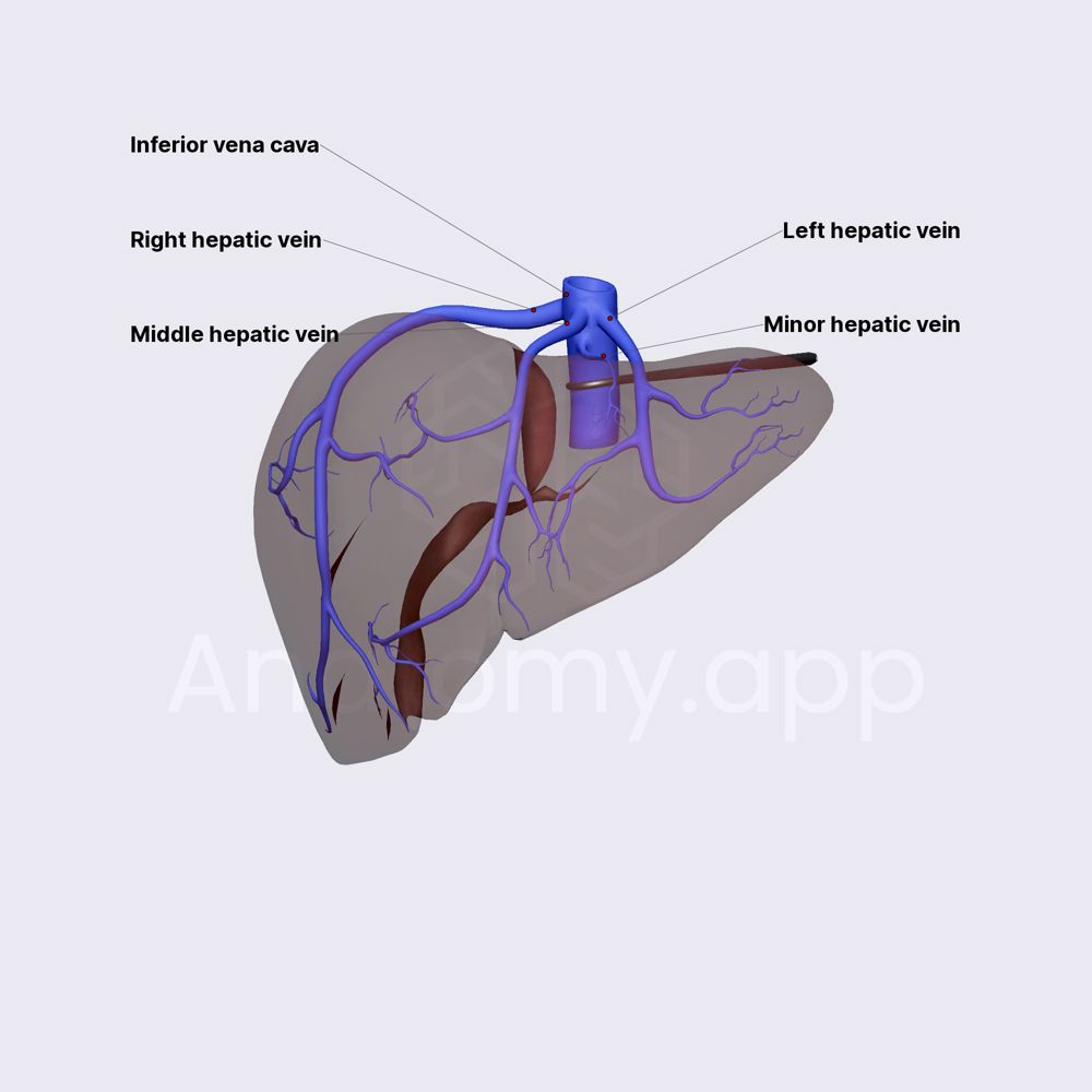 Hepatic Vein Model