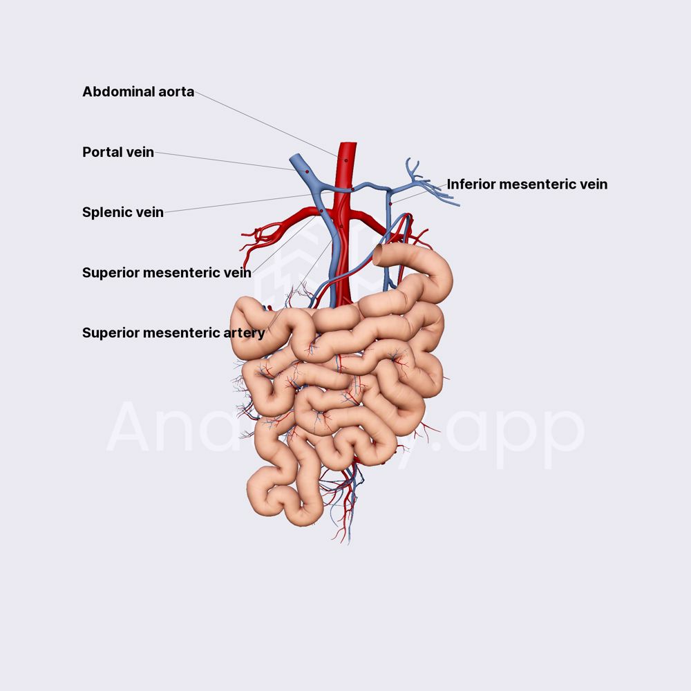 The Small Intestine Structure Of The Small Intestine