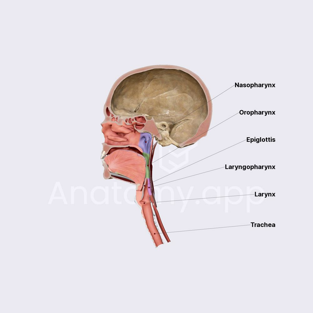 Nasopharynx Function Anatomy And Physiology: The Pharynx And