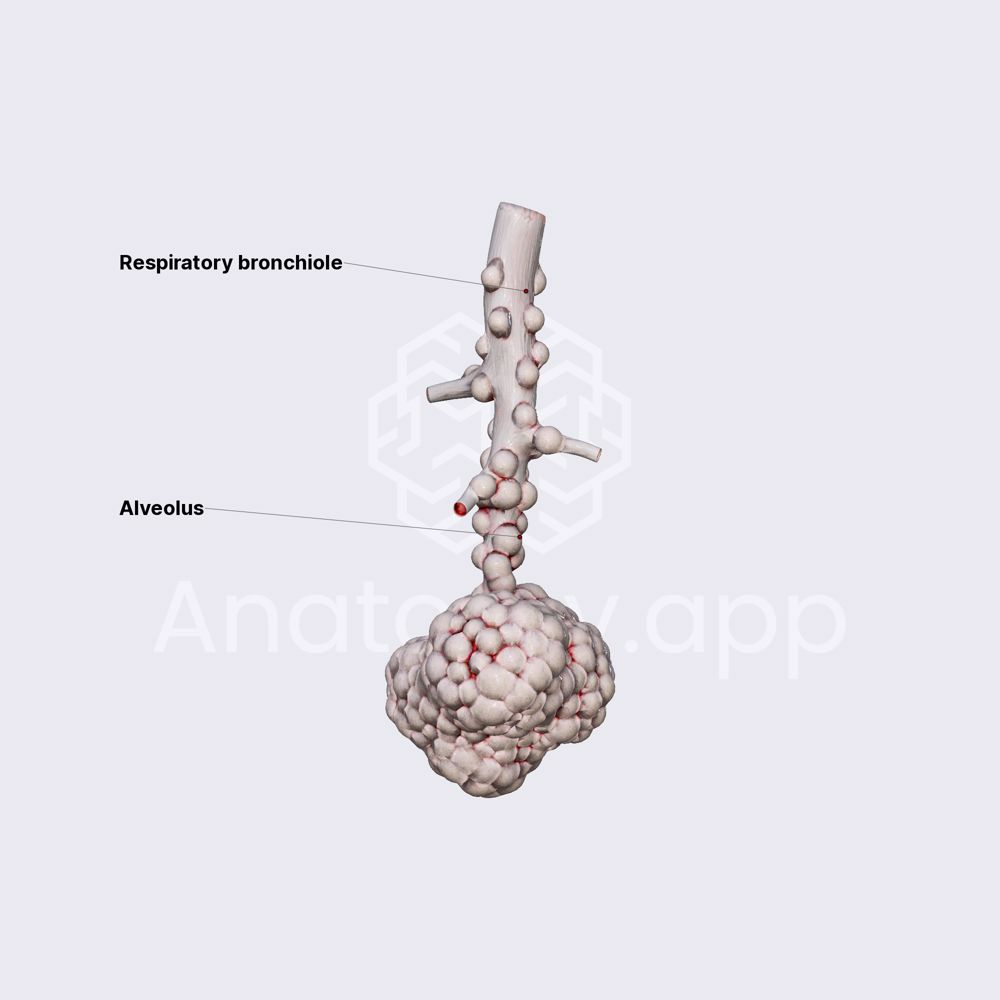 Alveoli Anatomy