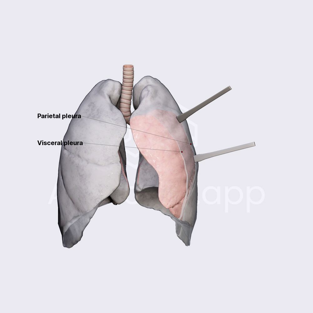 What Is Mediastinal Pleura