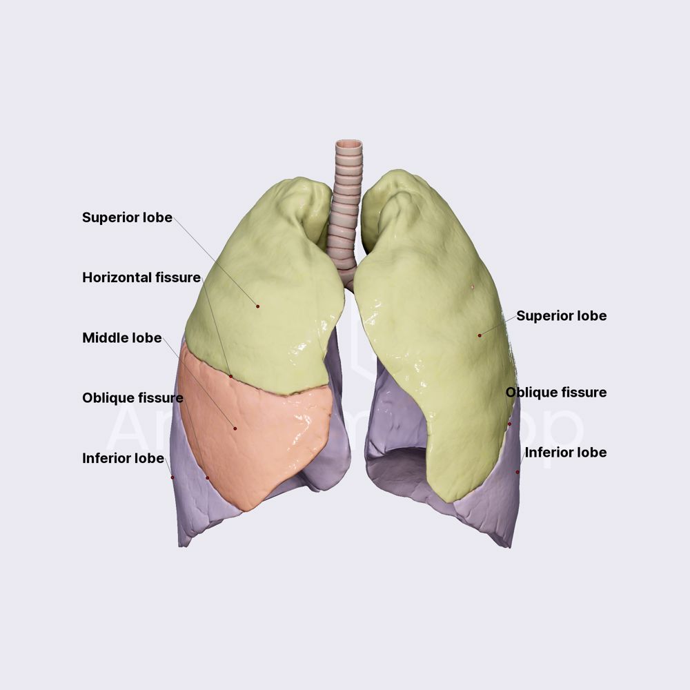 Lung Anatomy Fissures The Right Upper Lobe Of The Lung: 3D Anatomy