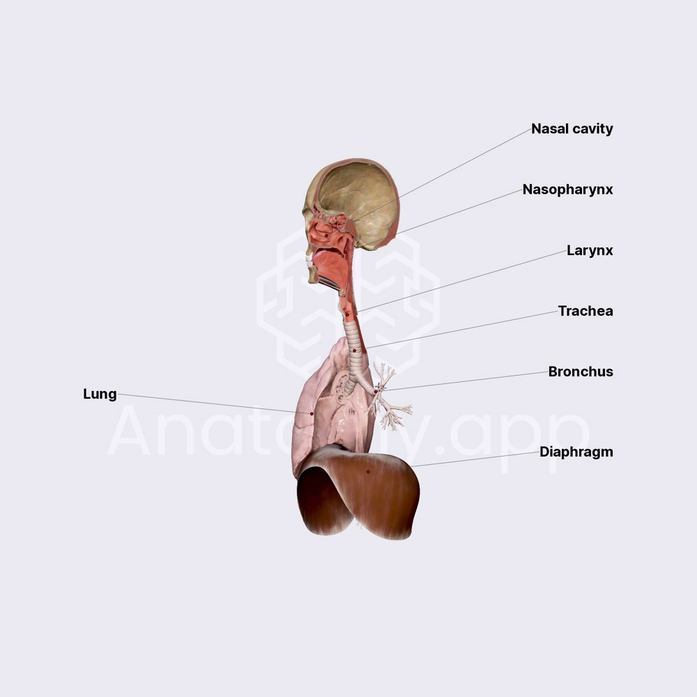 Respiratory System Respiratory System Human Respiratory System