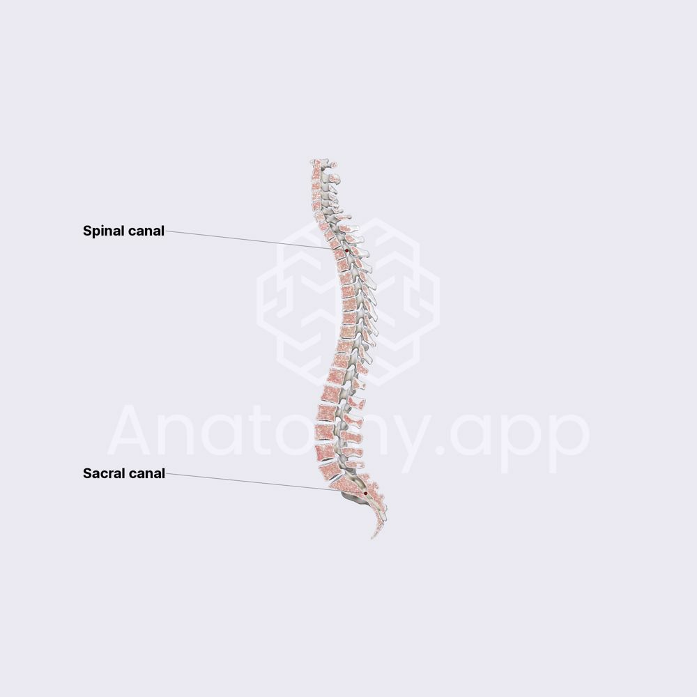 Spinal Vertebral Cavity
