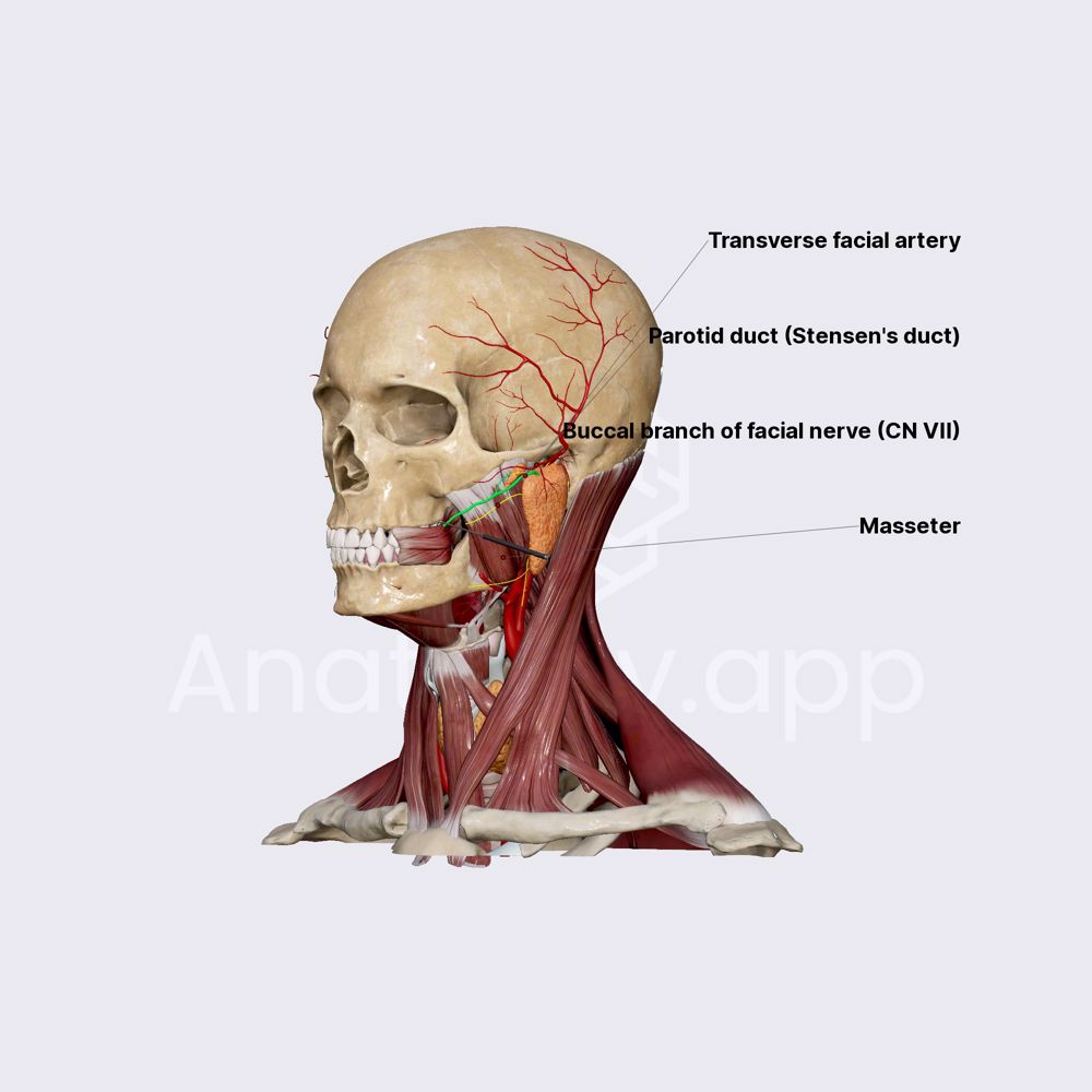 Parotid Gland Duct Anatomy