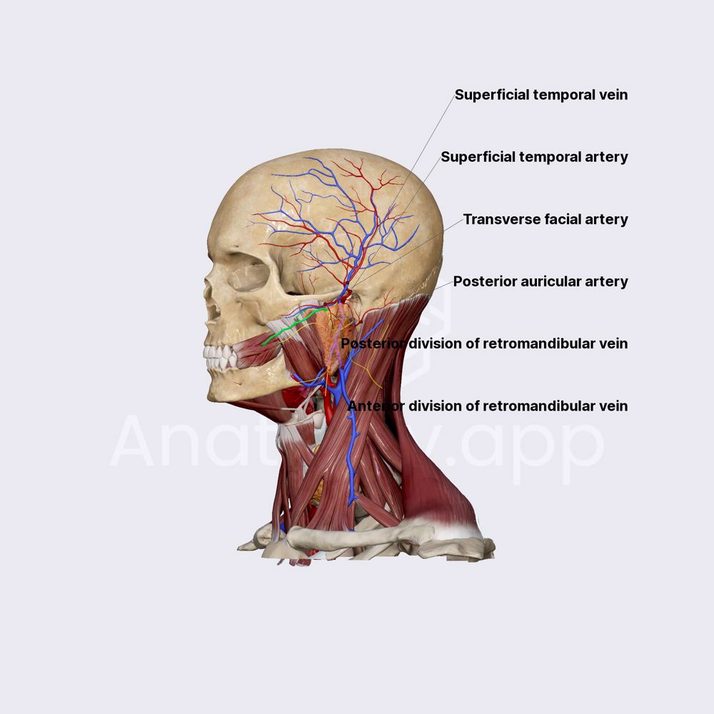 Parotid Gland Anatomy