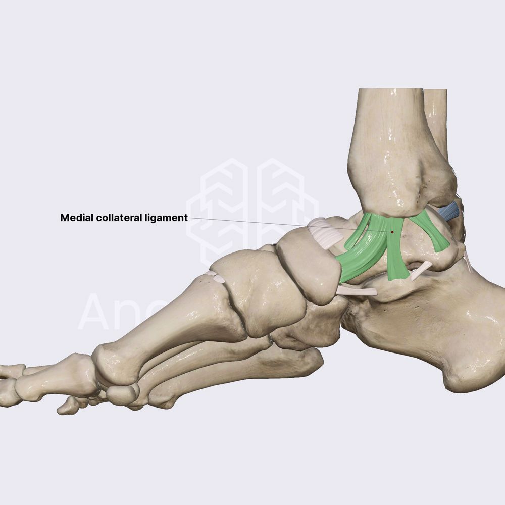 Ligaments Of The Foot Anatomy