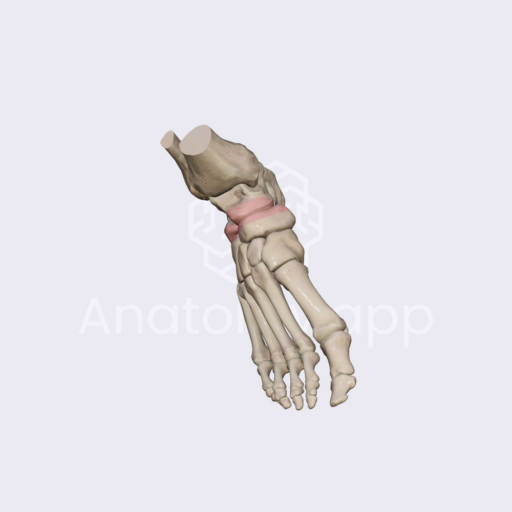Transverse Tarsal Joint