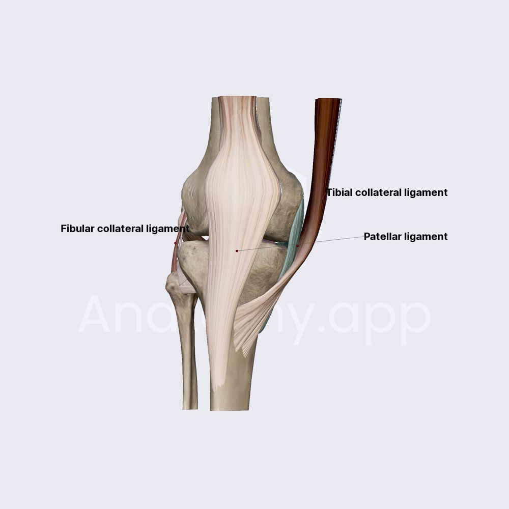 Ligament Anatomy Of The Knee Ligaments Of The Knee Joint – Earth's