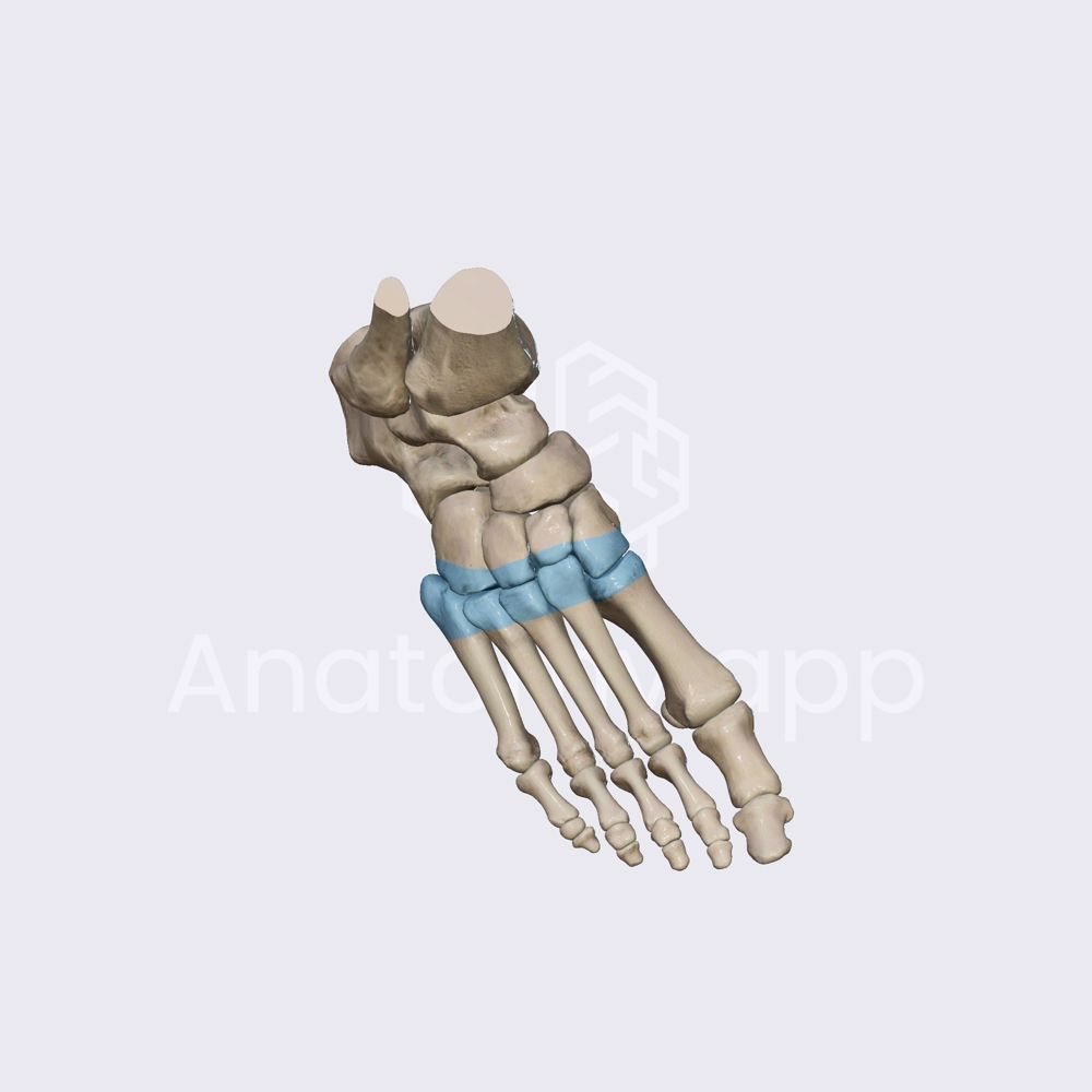 Tarsometatarsal Joint
