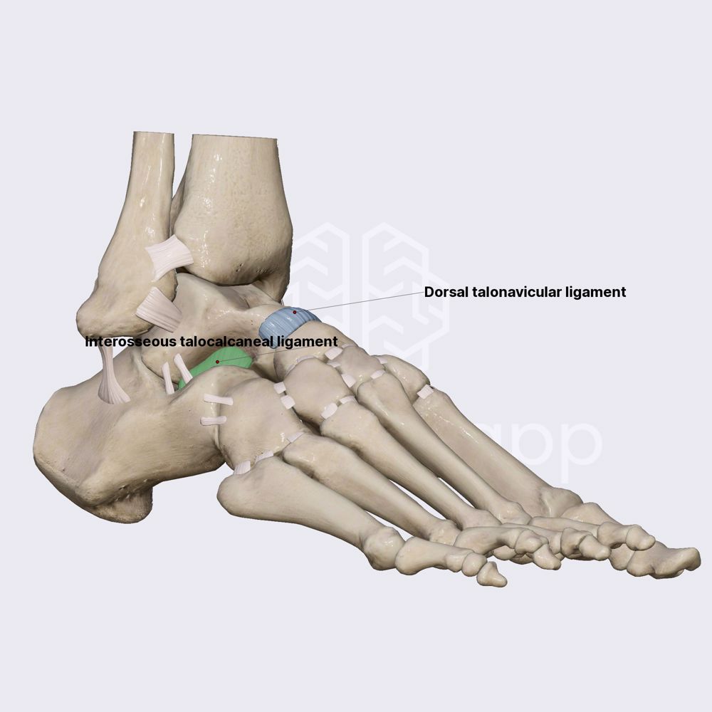 Plantar Calcaneonavicular Ligament PPT Foot Surface Anatomy