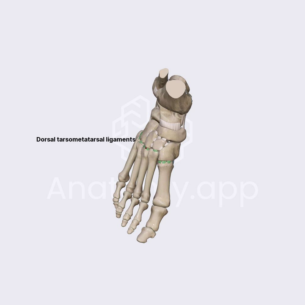 Tarsometatarsal Joint