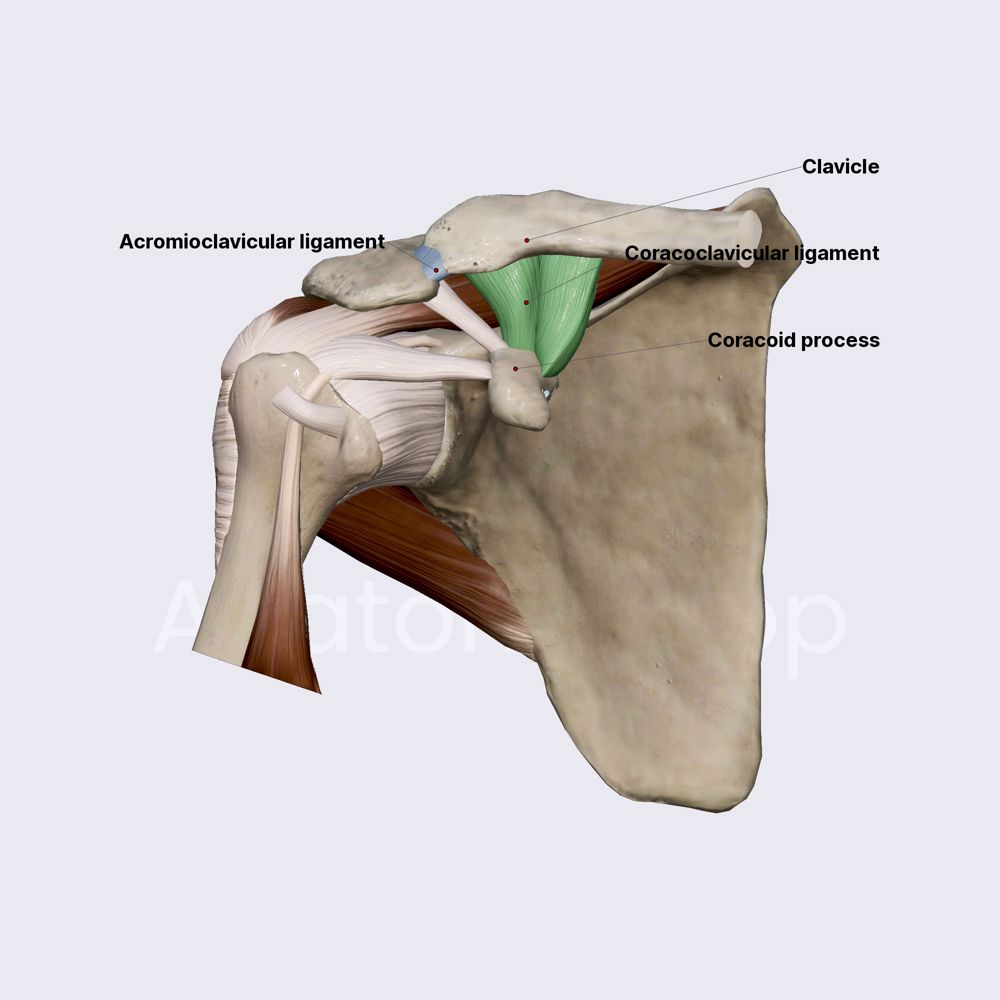 Coracoclavicular Ligament