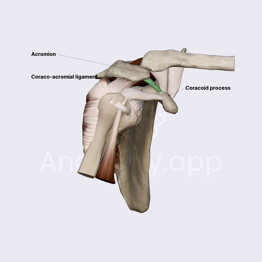 Coracoacromial Ligament Arthroscopic Coracohumeral Ligament Release