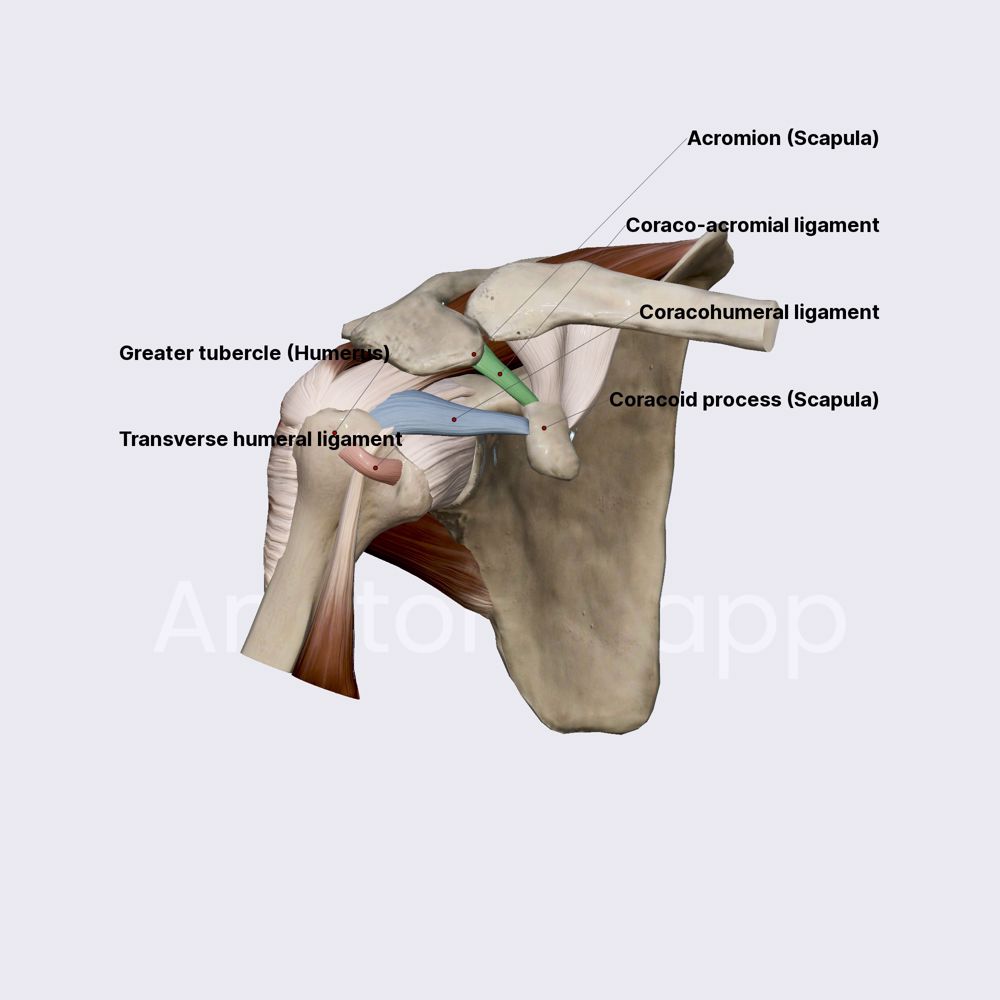 Anatomy Shoulder Joint