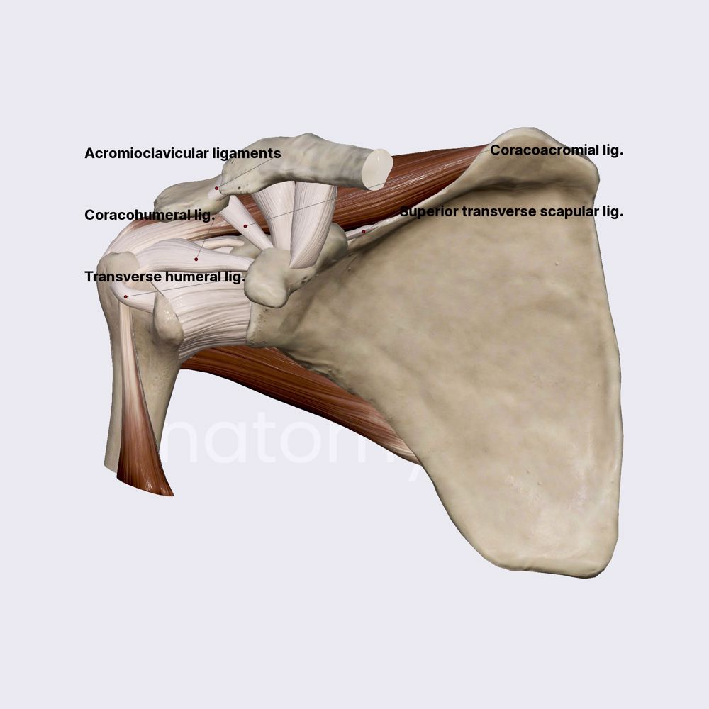 Shoulder Girdle Anatomy Of The Upper Limb Ch. 10 / 11 Muscle / Tissue