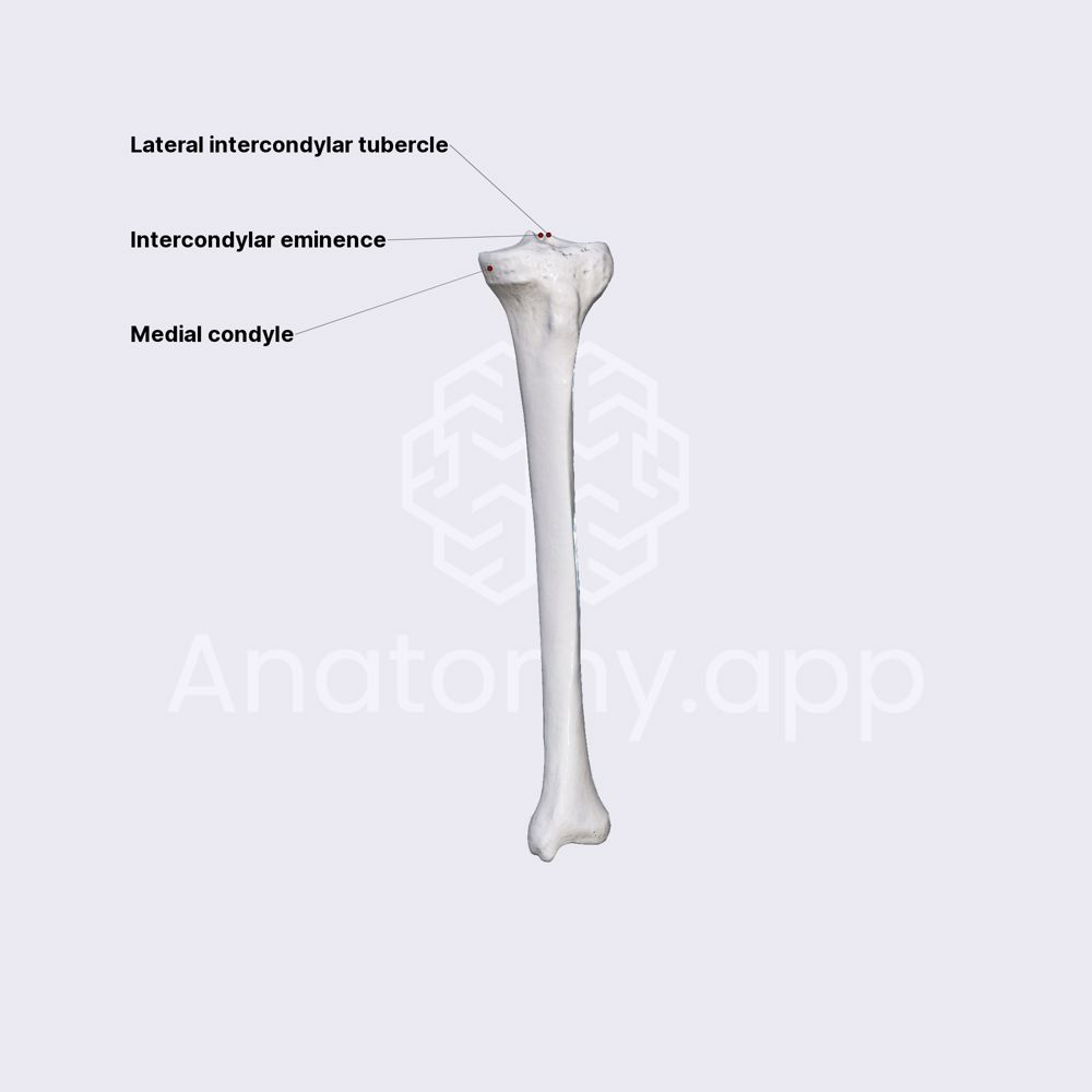 Lateral Condyle Of Tibia
