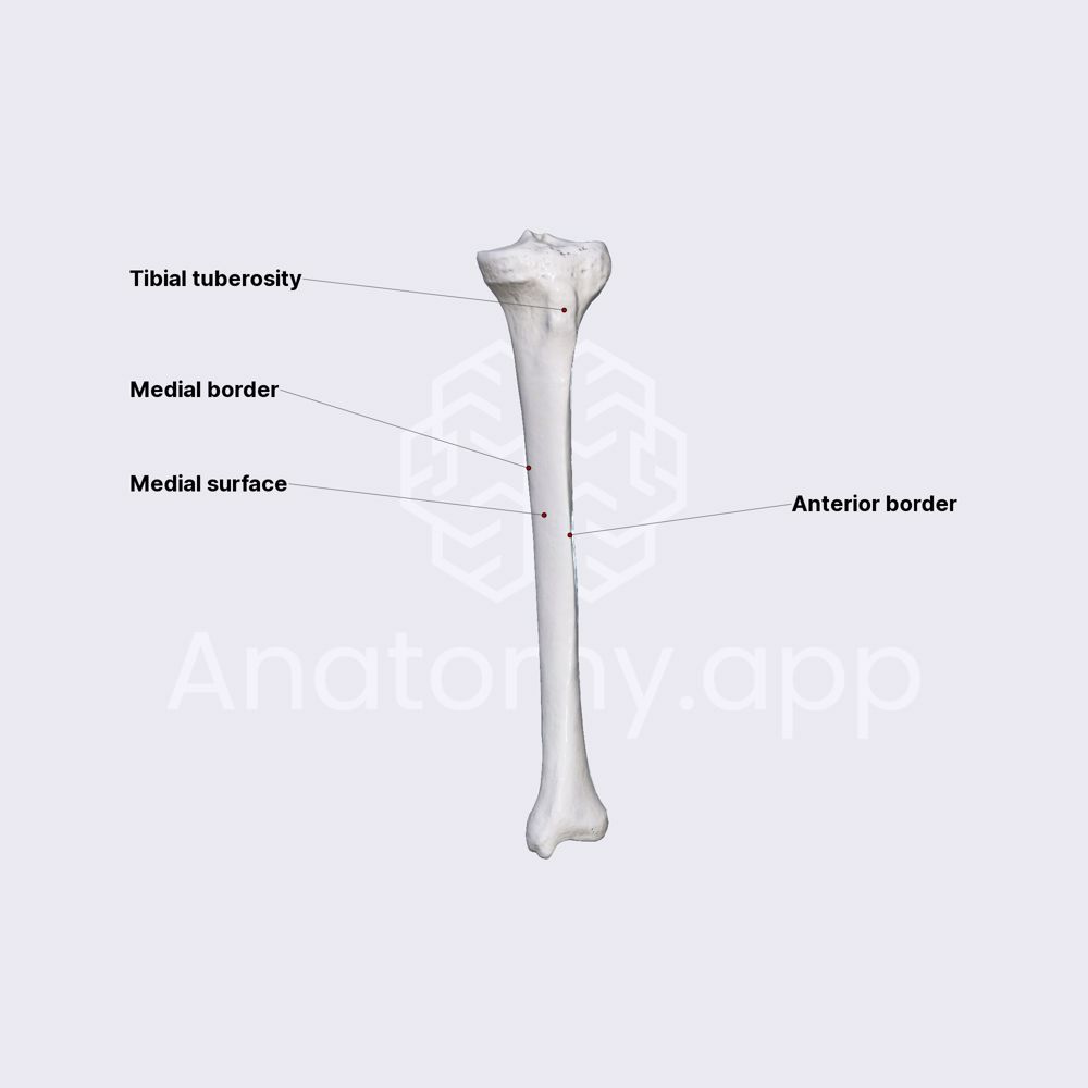 Human Tibia