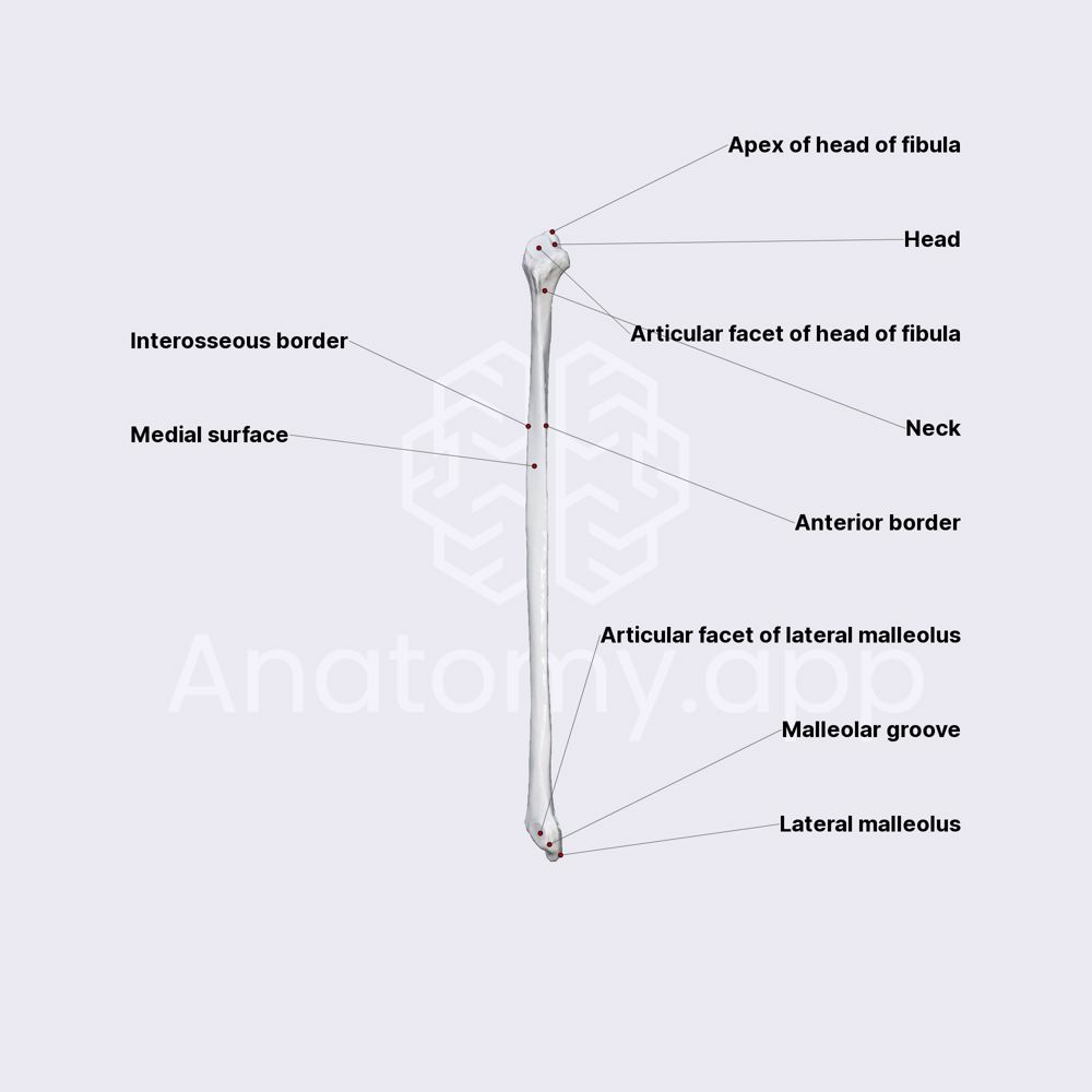 Fibula Anatomy Diagram