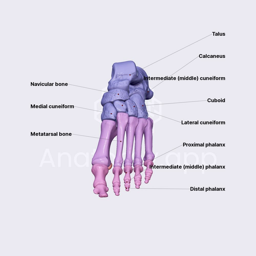 Bones Of The Foot Anatomy Of The Foot | Spectrum Health Lakeland