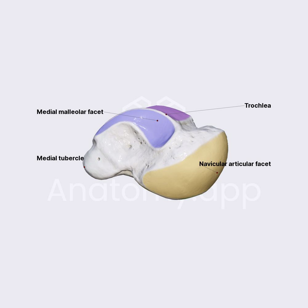 Talus Trochlea Joints Of The Ankle And Foot: Video, Causes, & Meaning