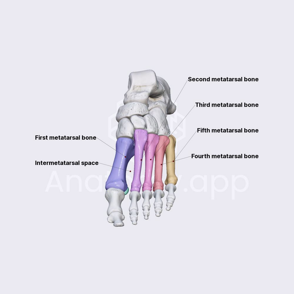 Metatarsals Bones