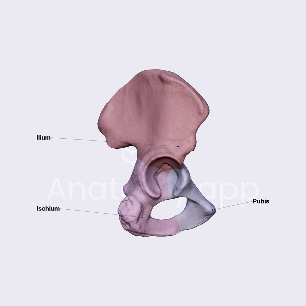 Coxal Bone Anatomy