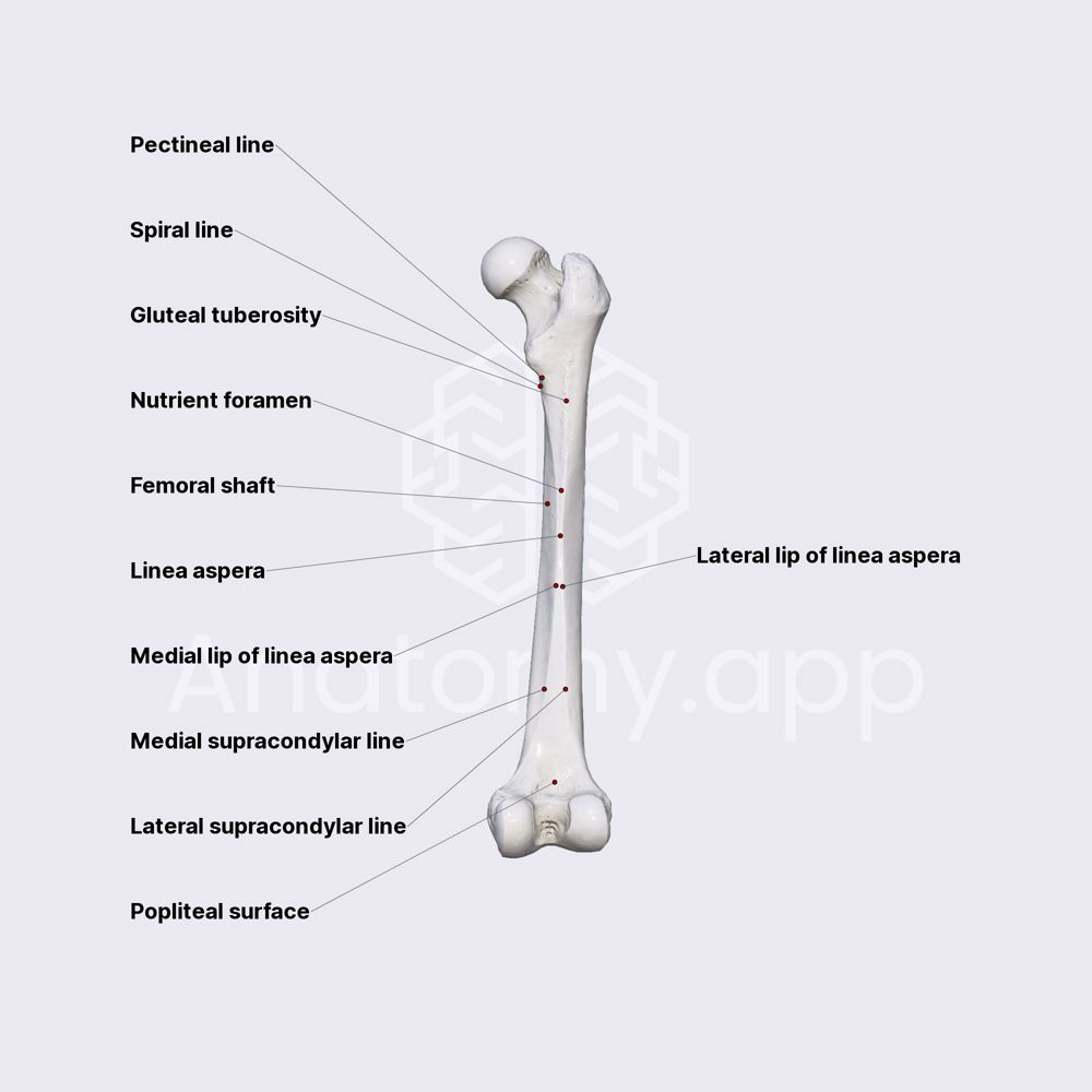 Femur Bone Posterior Markings Femur Bone Anterior Markings