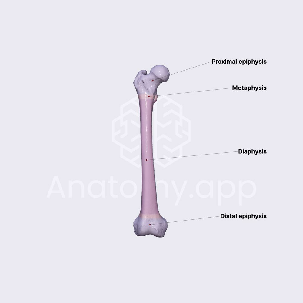Femur Diaphysis