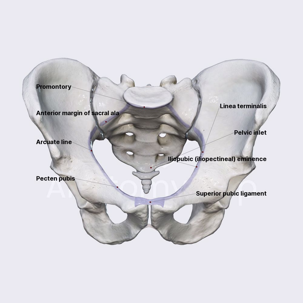 Pelvis Anatomy Diagram