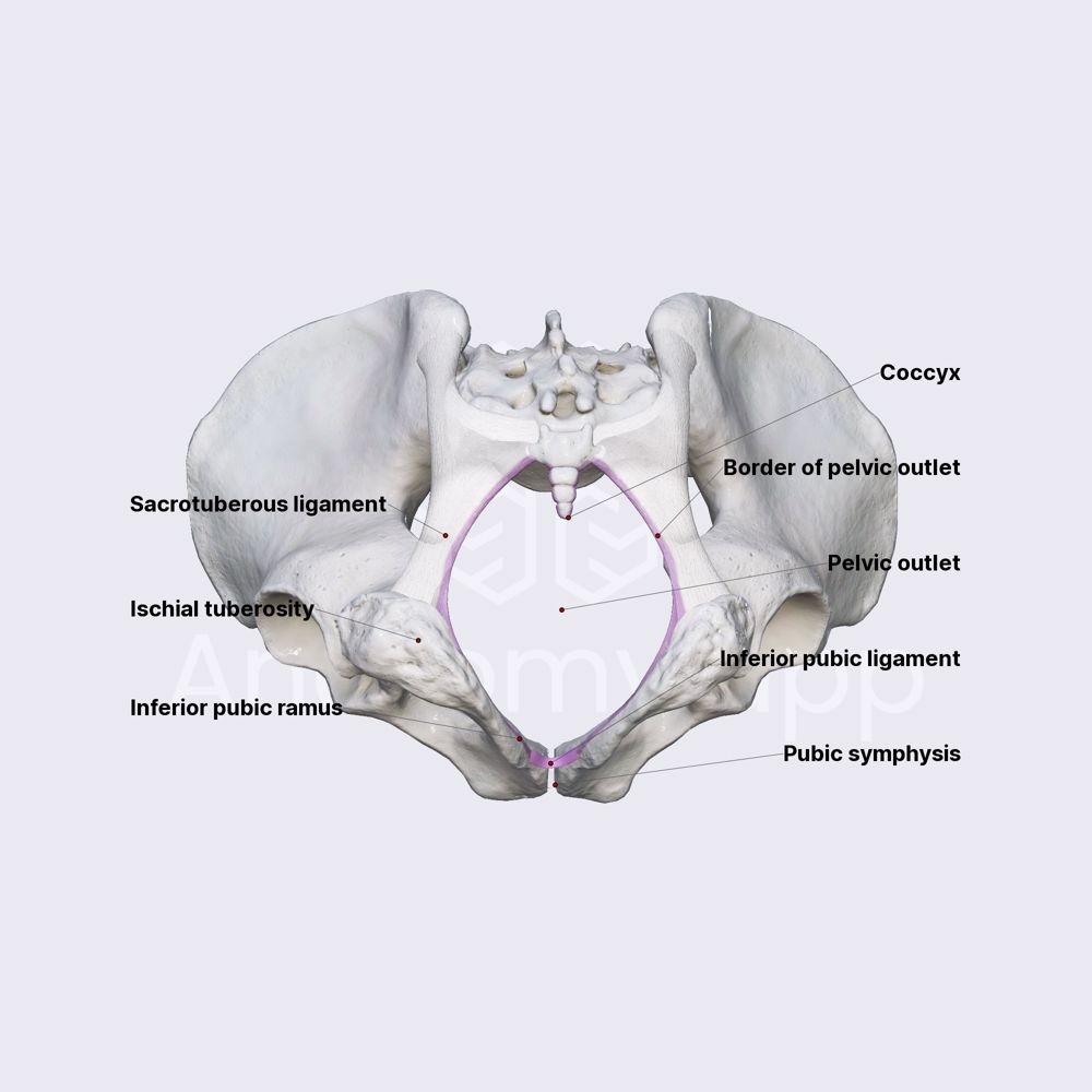 Pelvic Inlet View