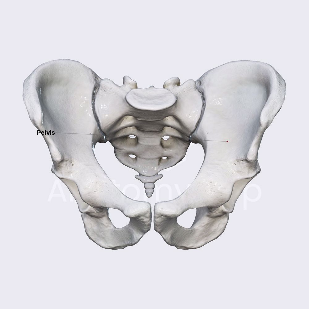 Pelvic Girdle Anterior View
