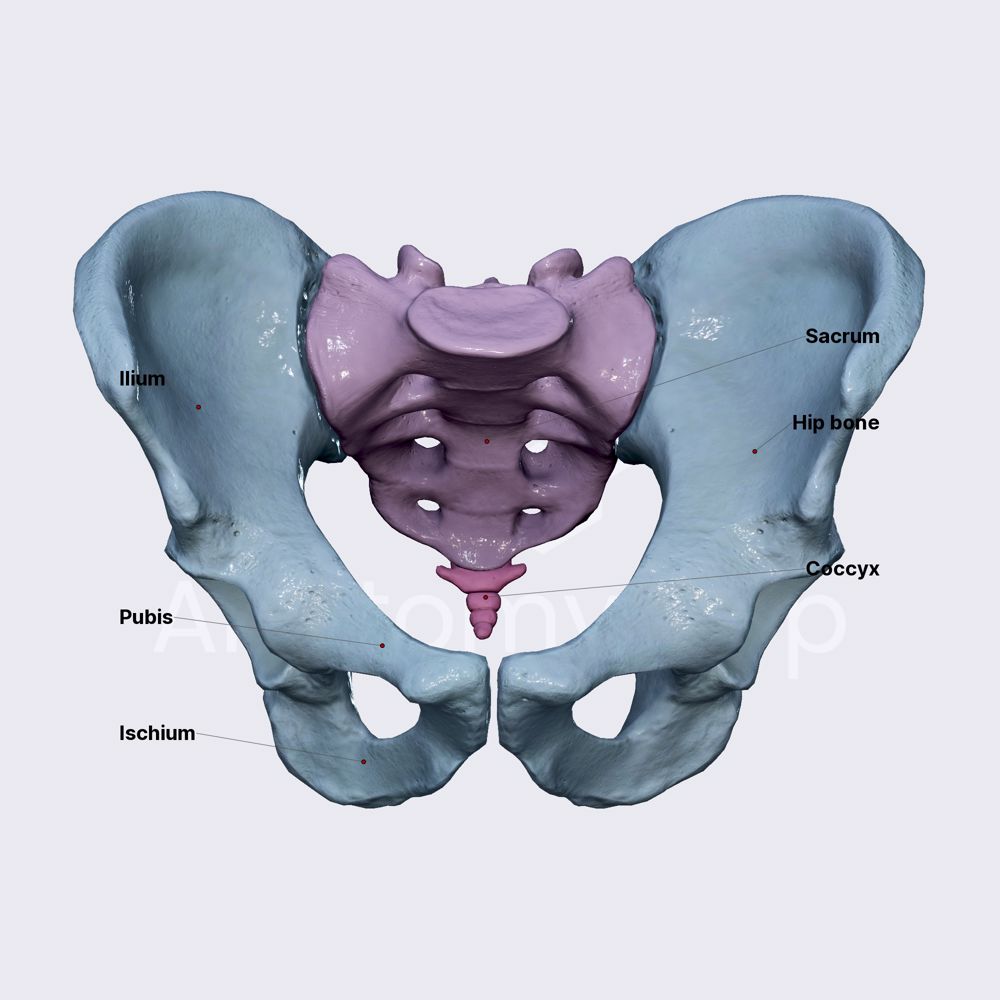 Bony Anatomy Of Pelvis